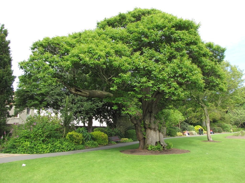 Howard Davis Park Grand Tree – Jersey Delights